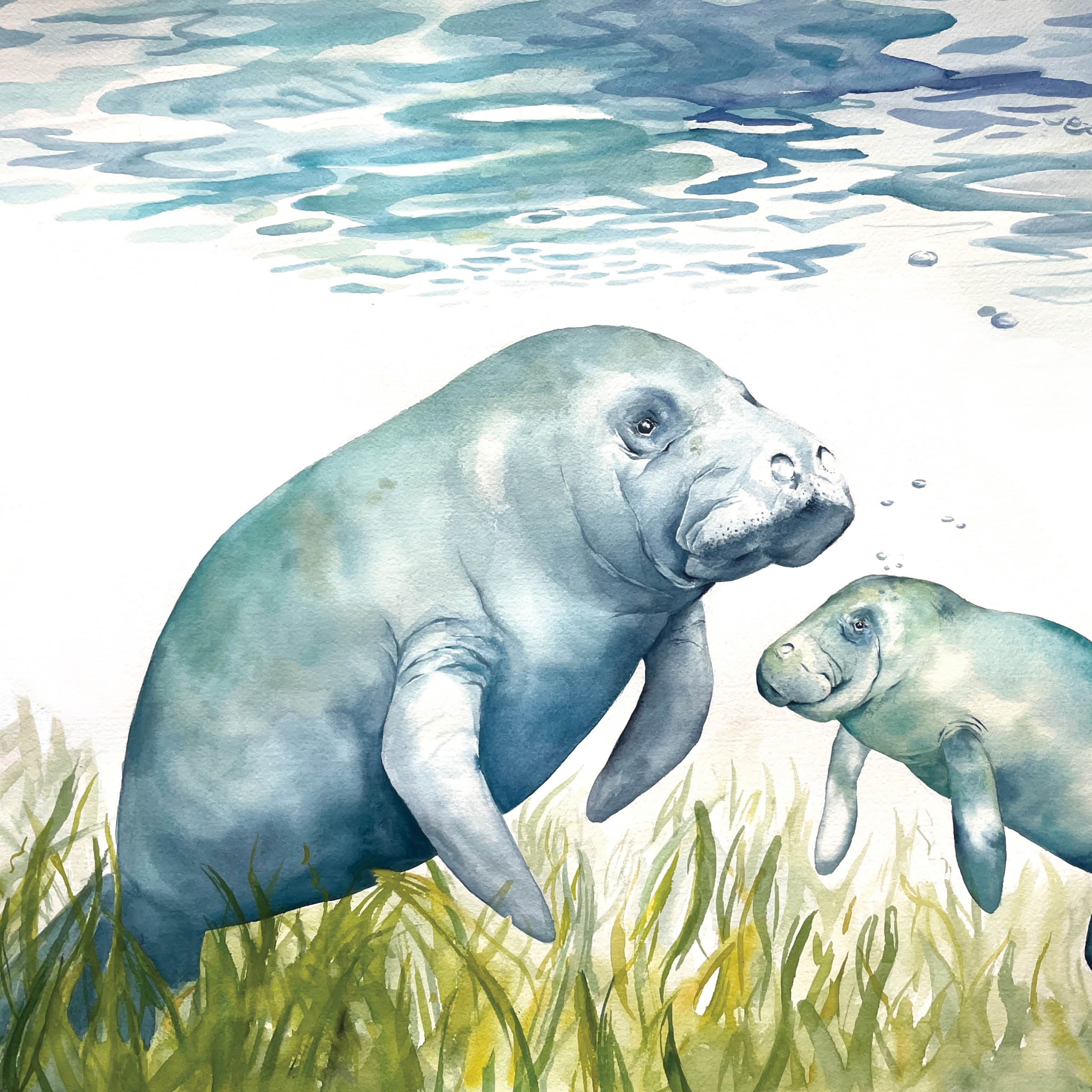 Manatees – Kelly Clause Art