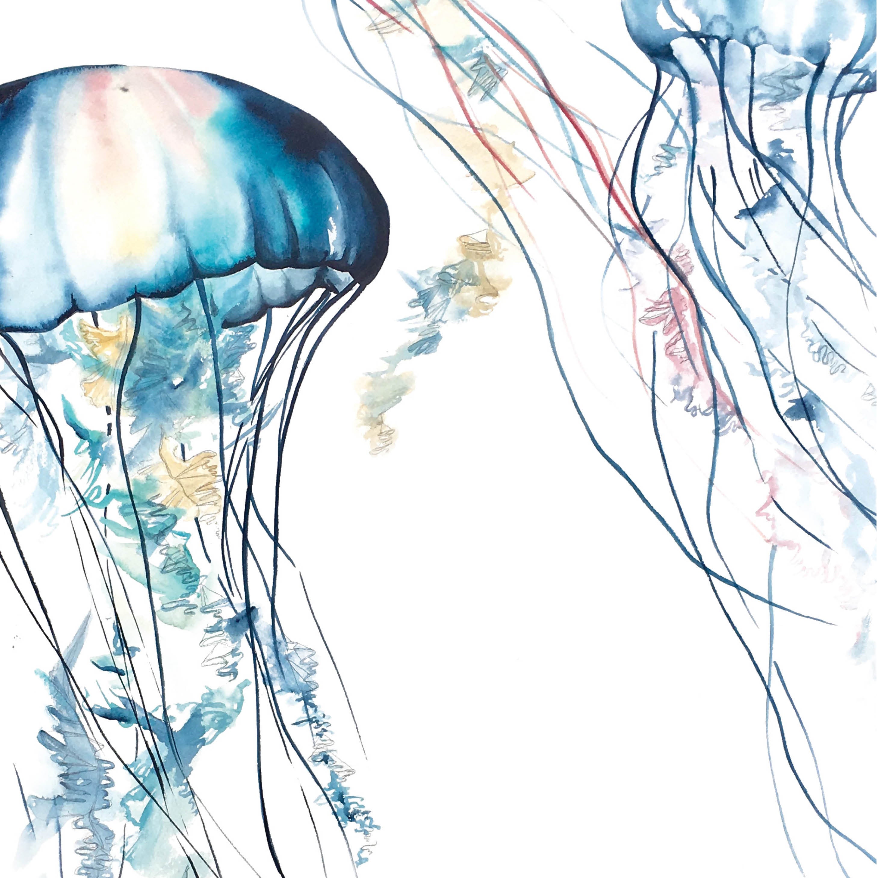 Sea Nettles – Kelly Clause Art